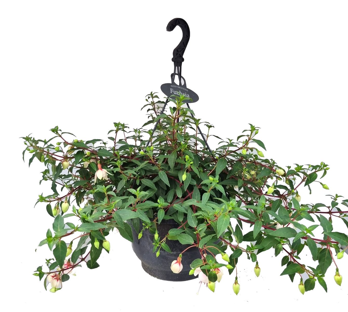 Fuchsia 'Harry Gray' — Plant Wholesale FlorAccess