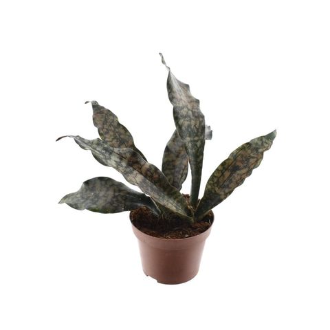 Sansevieria kirkii 'Coppertone' — Plant Wholesale FlorAccess