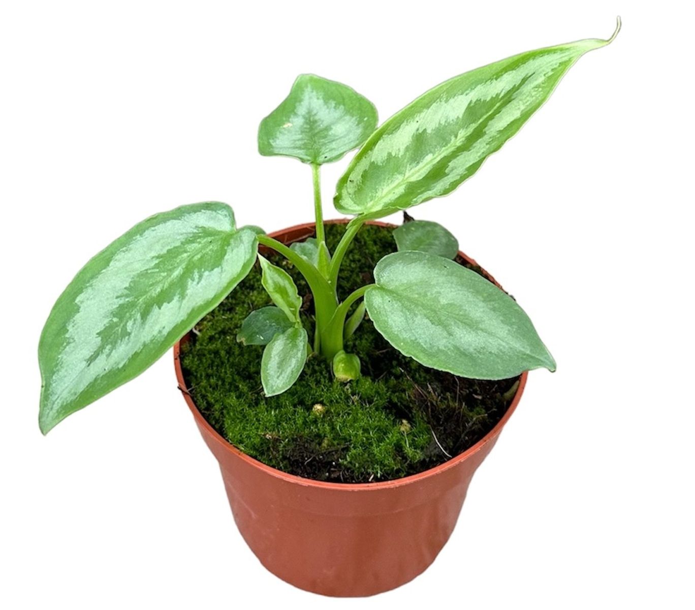 Schismatoglottis calyptrata — Plant Wholesale FlorAccess