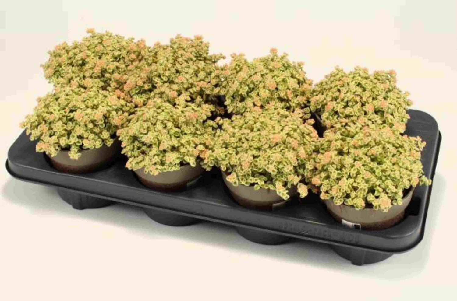 Sedum 'Little Missy' — Plant Wholesale FlorAccess