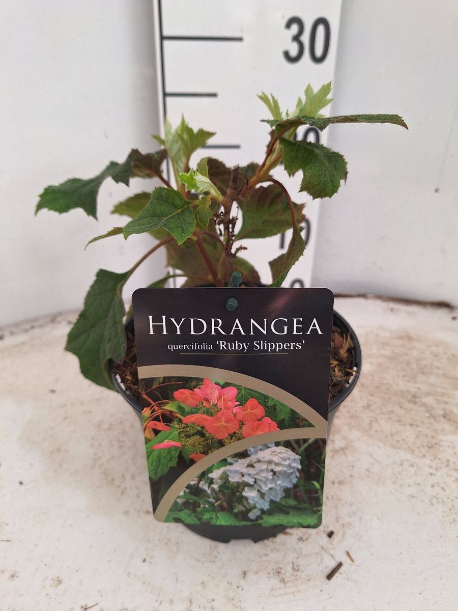 Hydrangea quercifolia 'Ruby Slippers' — Plant Wholesale FlorAccess
