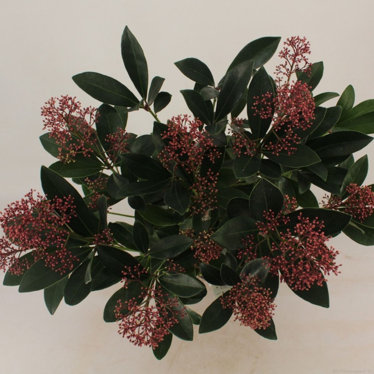 Skimmia japonica 'Rubella' — Plant Wholesale FlorAccess
