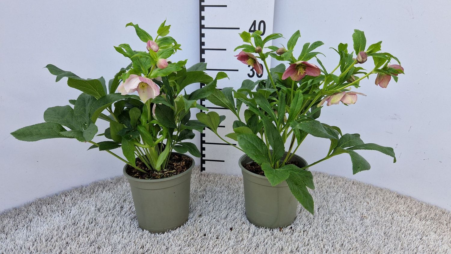 Helleborus orientalis MIX — Plant Wholesale FlorAccess
