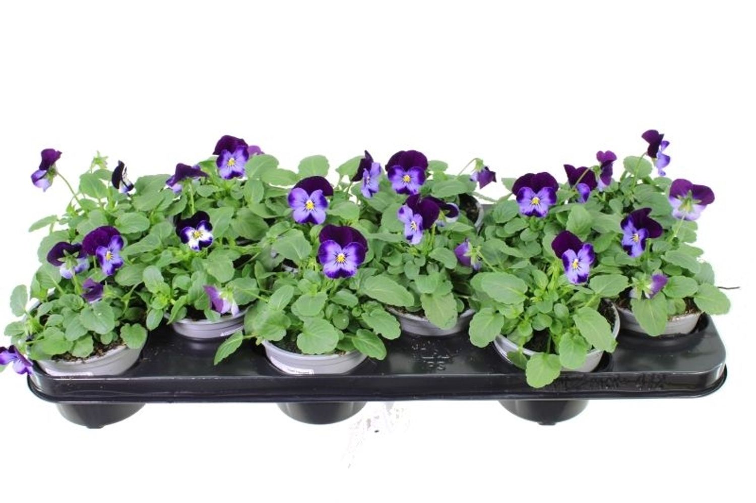 Viola SORBET XP DENIM JUMP UP — Plant Wholesale FlorAccess