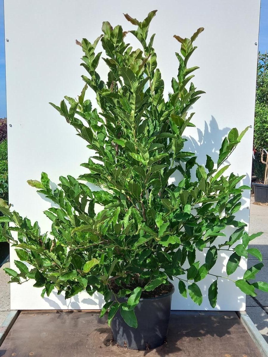 Magnolia stellata — Plant Wholesale FlorAccess