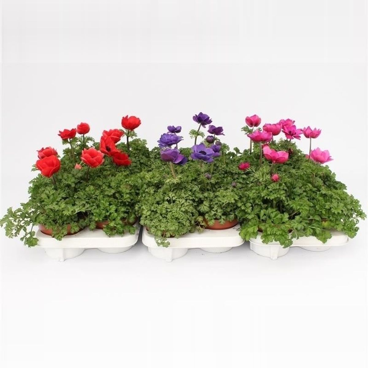 Anemone coronaria HARMONY MIX — Plant Wholesale FlorAccess