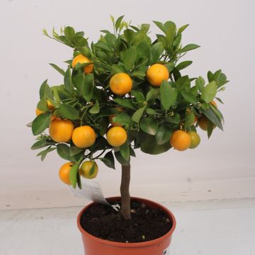 Citrus x microcarpa — Plant Wholesale FlorAccess