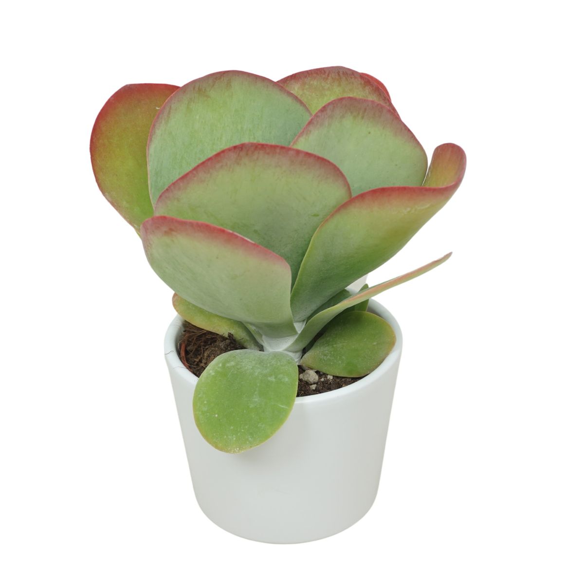 Kalanchoe thyrsiflora RED LIPS — Plant Wholesale FlorAccess