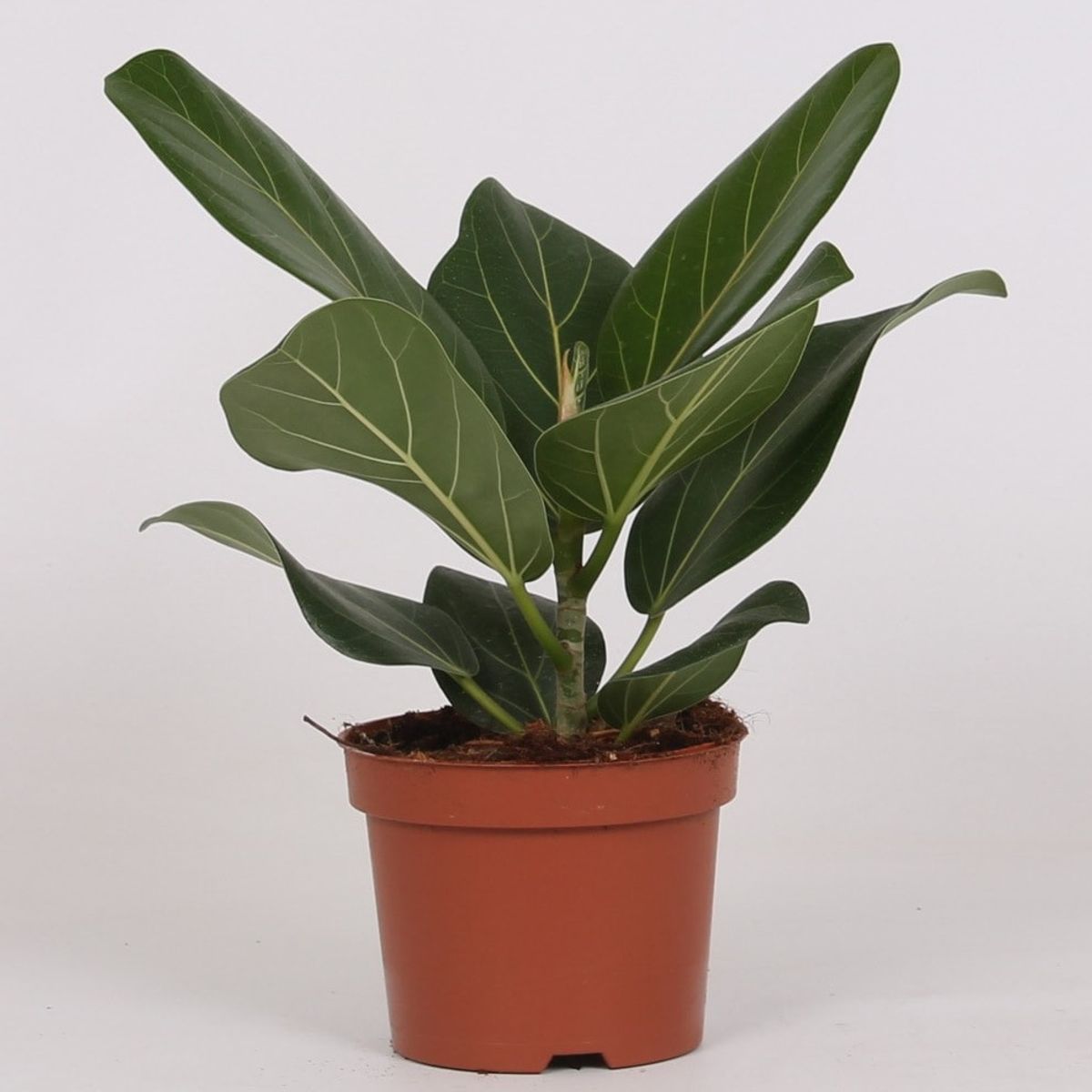 Ficus benghalensis 'Audrey' — Plant Wholesale FlorAccess