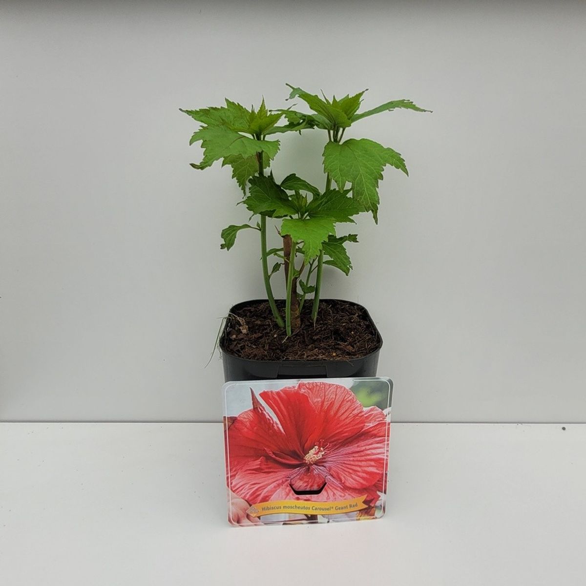 Hibiscus moscheutos CAROUSEL GEANT RED — Plant Wholesale FlorAccess