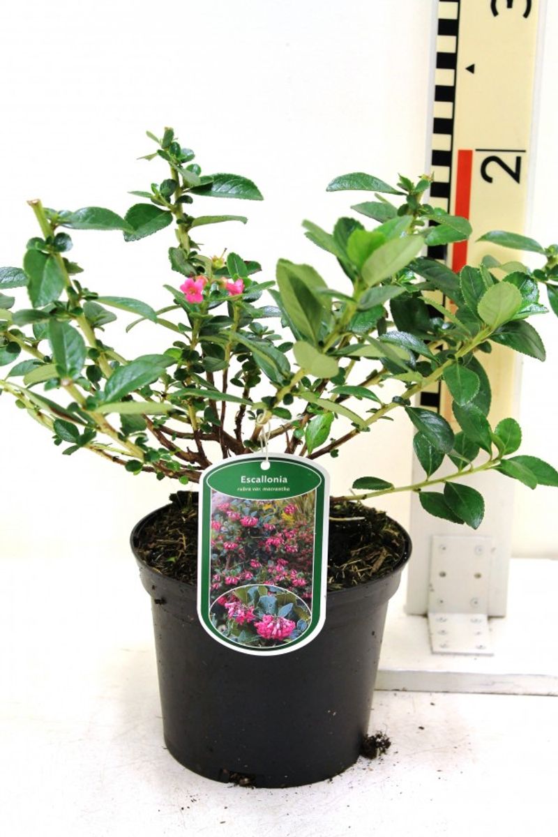 Escallonia rubra macrantha — Plant Wholesale FlorAccess