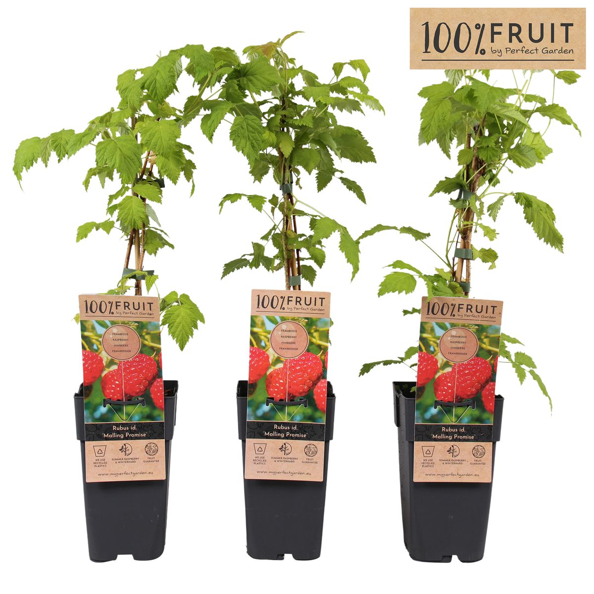 Rubus idaeus 'Malling Promise' — Plant Wholesale FlorAccess