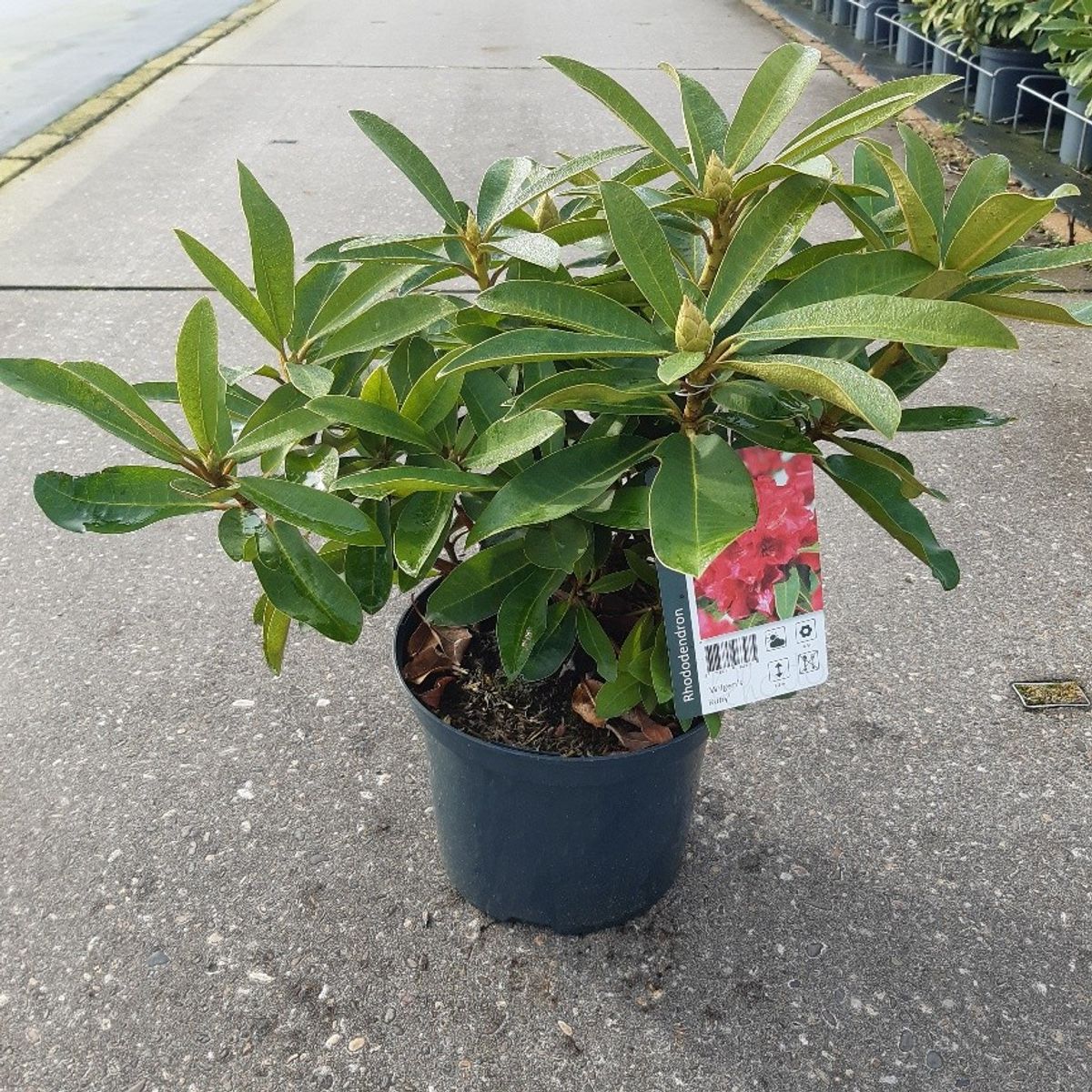 Rhododendron 'Wilgen's Ruby' — Plant Wholesale FlorAccess