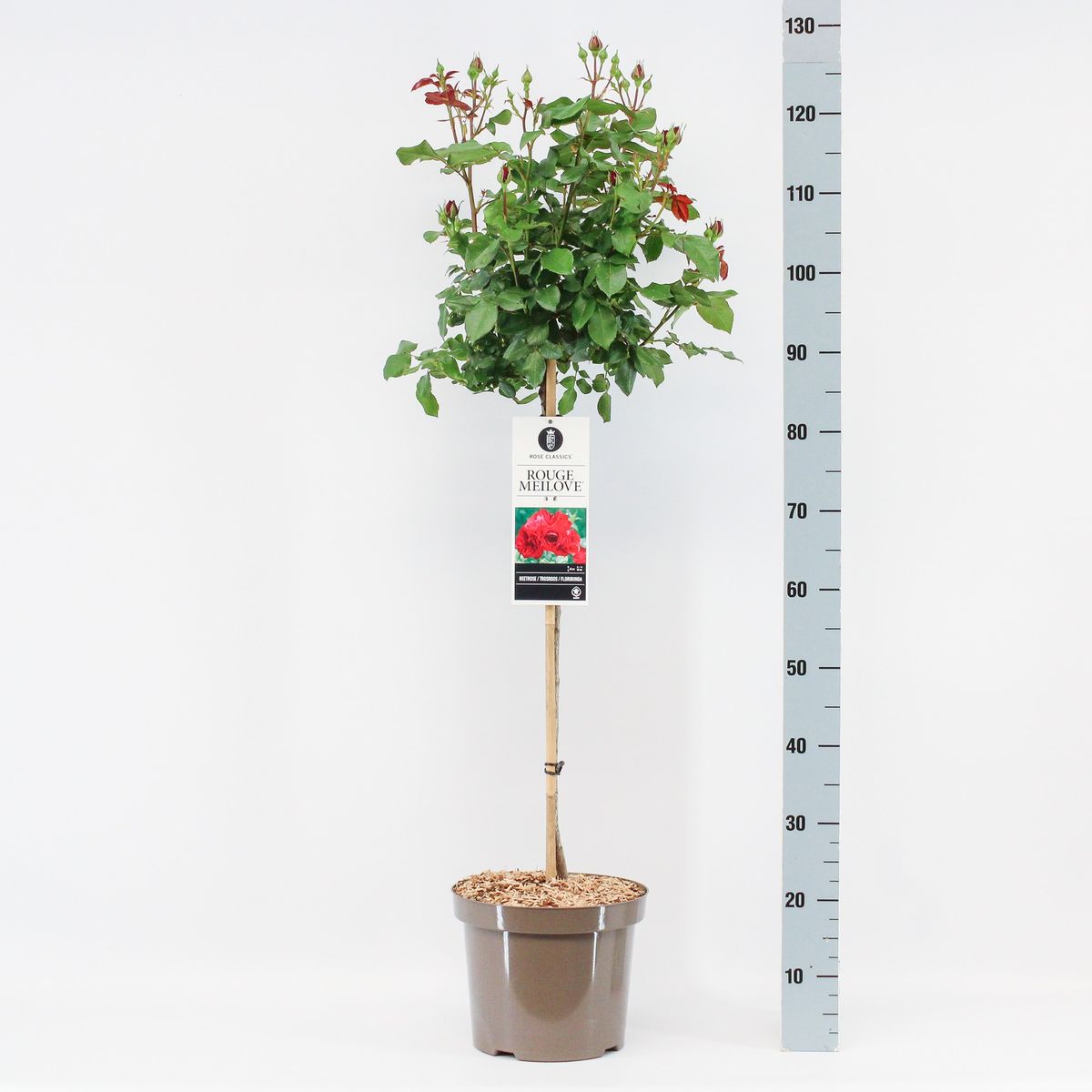 Rosa ROUGE MEILOVE — Plant Wholesale FlorAccess