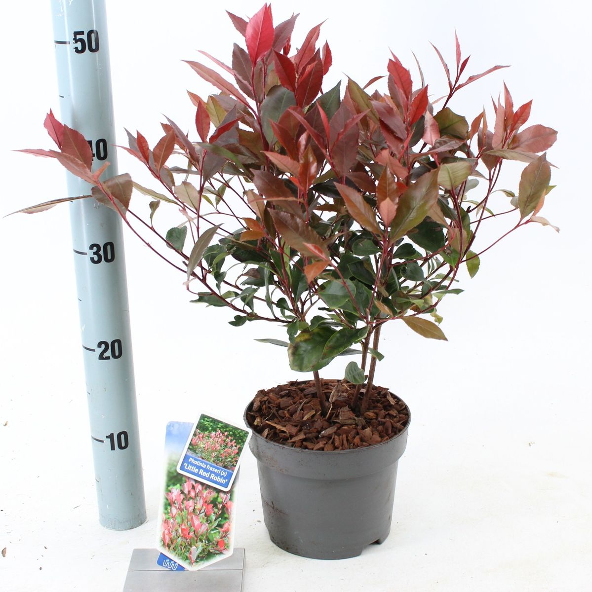 Photinia x fraseri 'Little Red Robin' — Plant Wholesale FlorAccess
