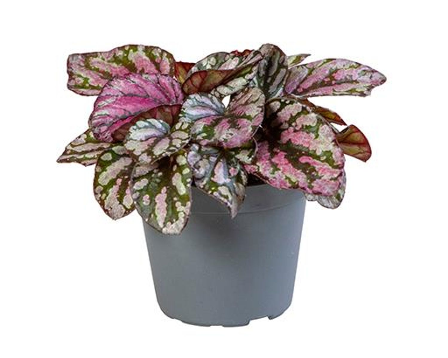 Begonia MAGIC COLOURS HUGH MCLAUCHLAN — Plant Wholesale FlorAccess