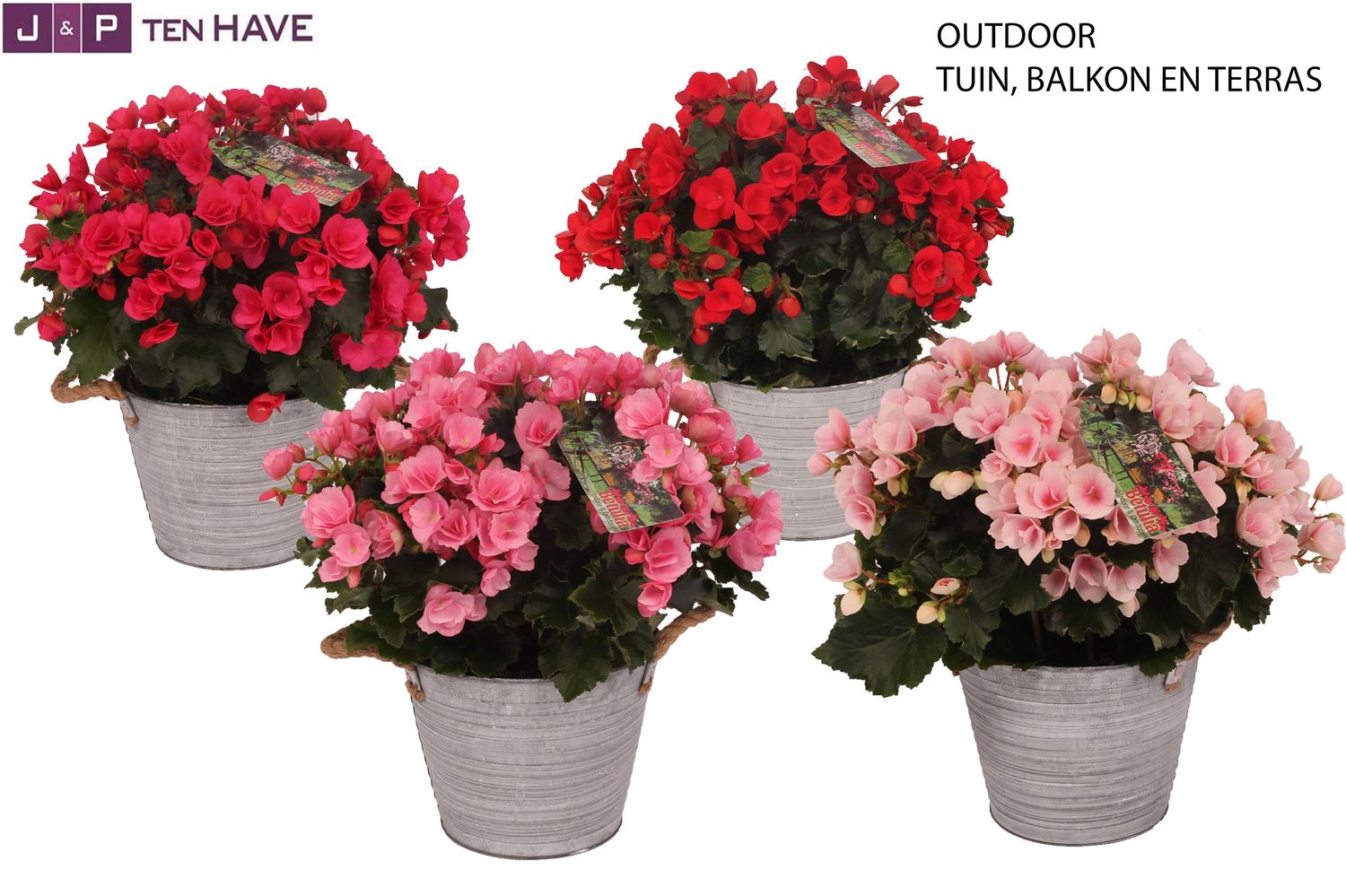 Begonia BETULIA MIX — Plant Wholesale FlorAccess