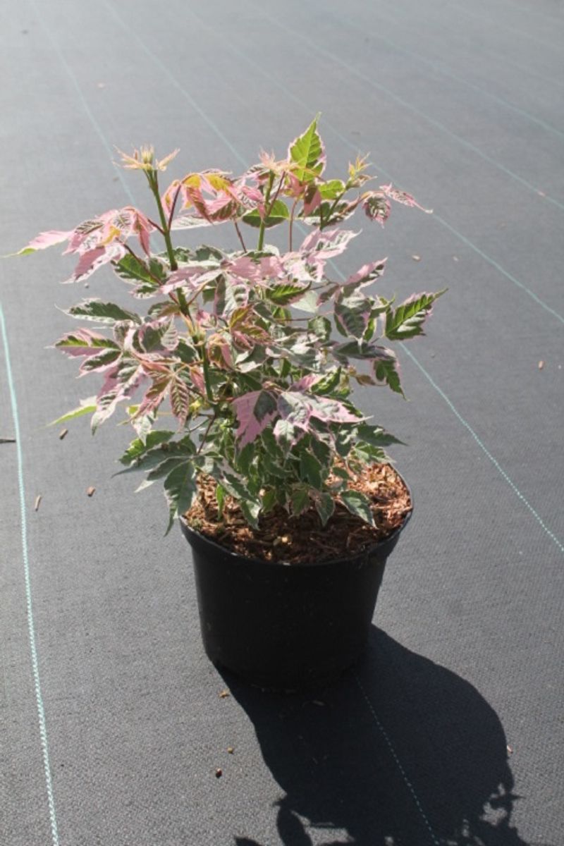 Acer negundo 'Flamingo' — Plant Wholesale FlorAccess