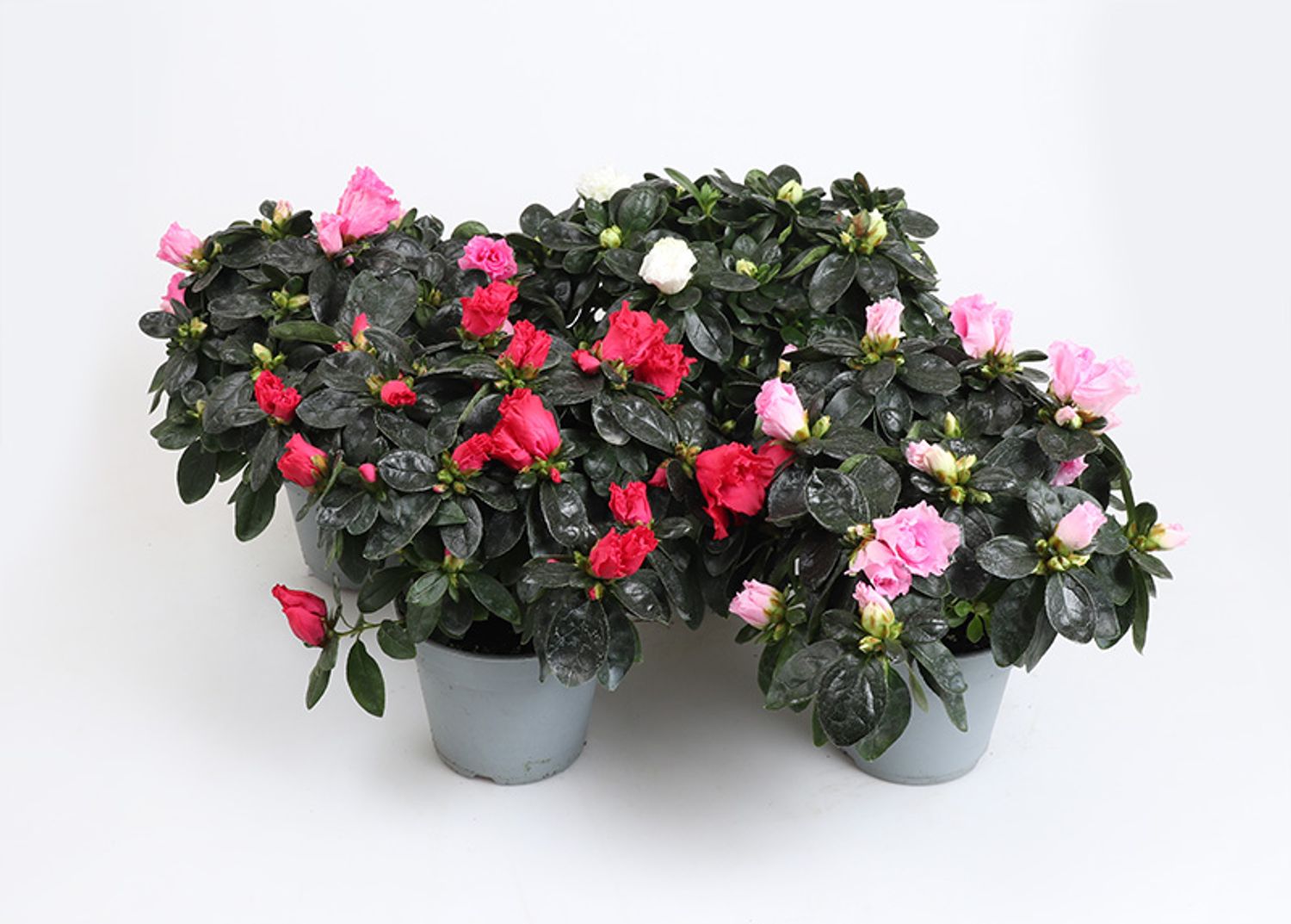 Rhododendron AZALEA MIX — Plant Wholesale FlorAccess