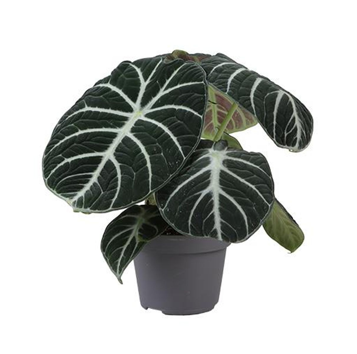 Alocasia reginula 'Ninja' — Plant Wholesale FlorAccess