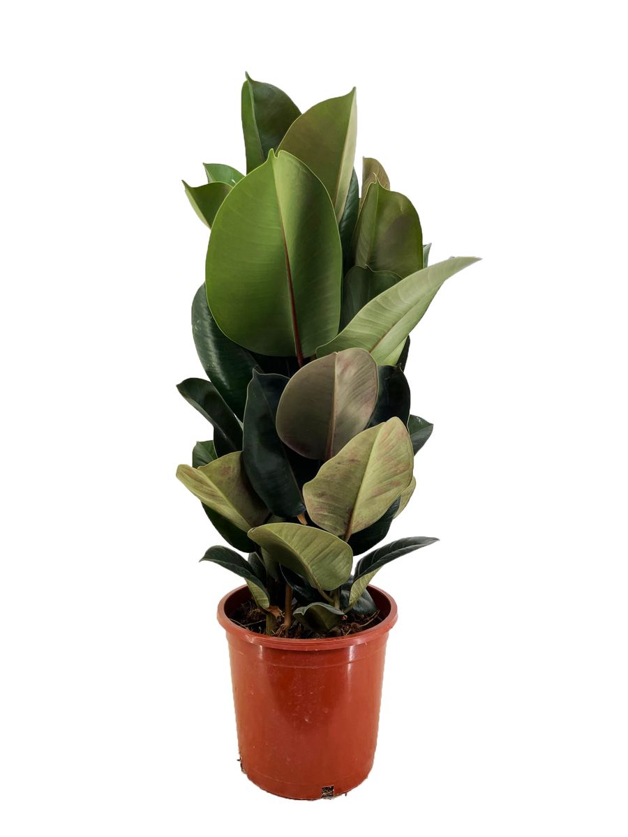 Ficus elastica 'Robusta' — Plant Wholesale FlorAccess
