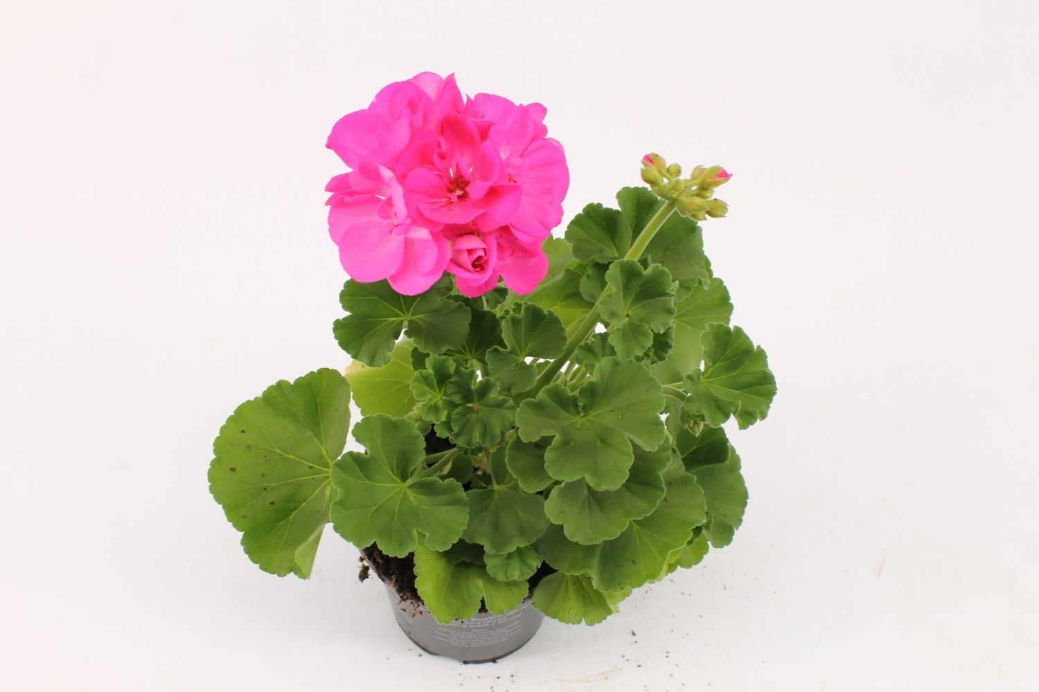 Pelargonium HURRICANE — Plant Wholesale FlorAccess