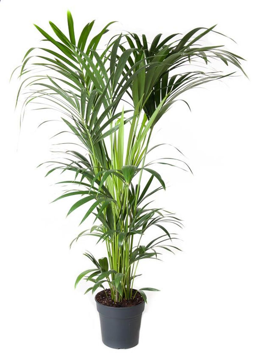 Howea forsteriana — Plant Wholesale FlorAccess