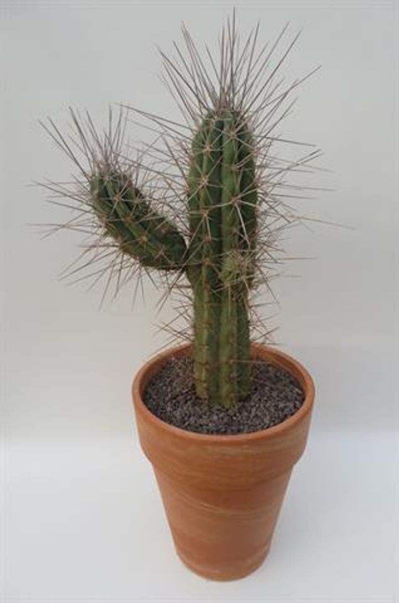 Stetsonia coryne — Plant Wholesale FlorAccess