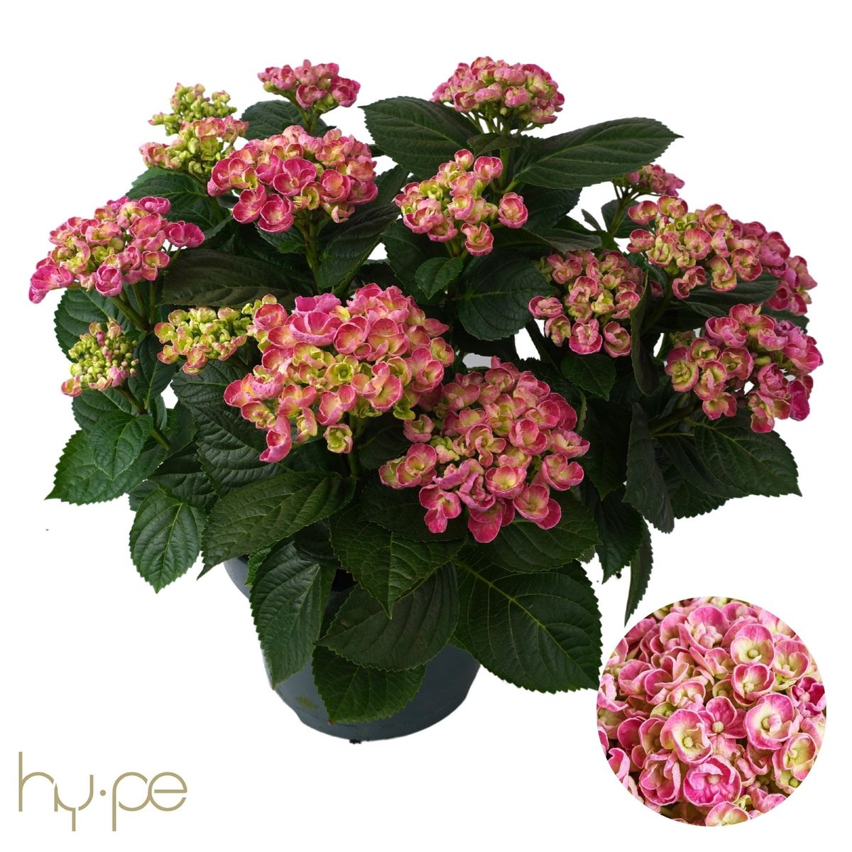 Hydrangea macrophylla CURLY WURLY PINK — Plant Wholesale FlorAccess