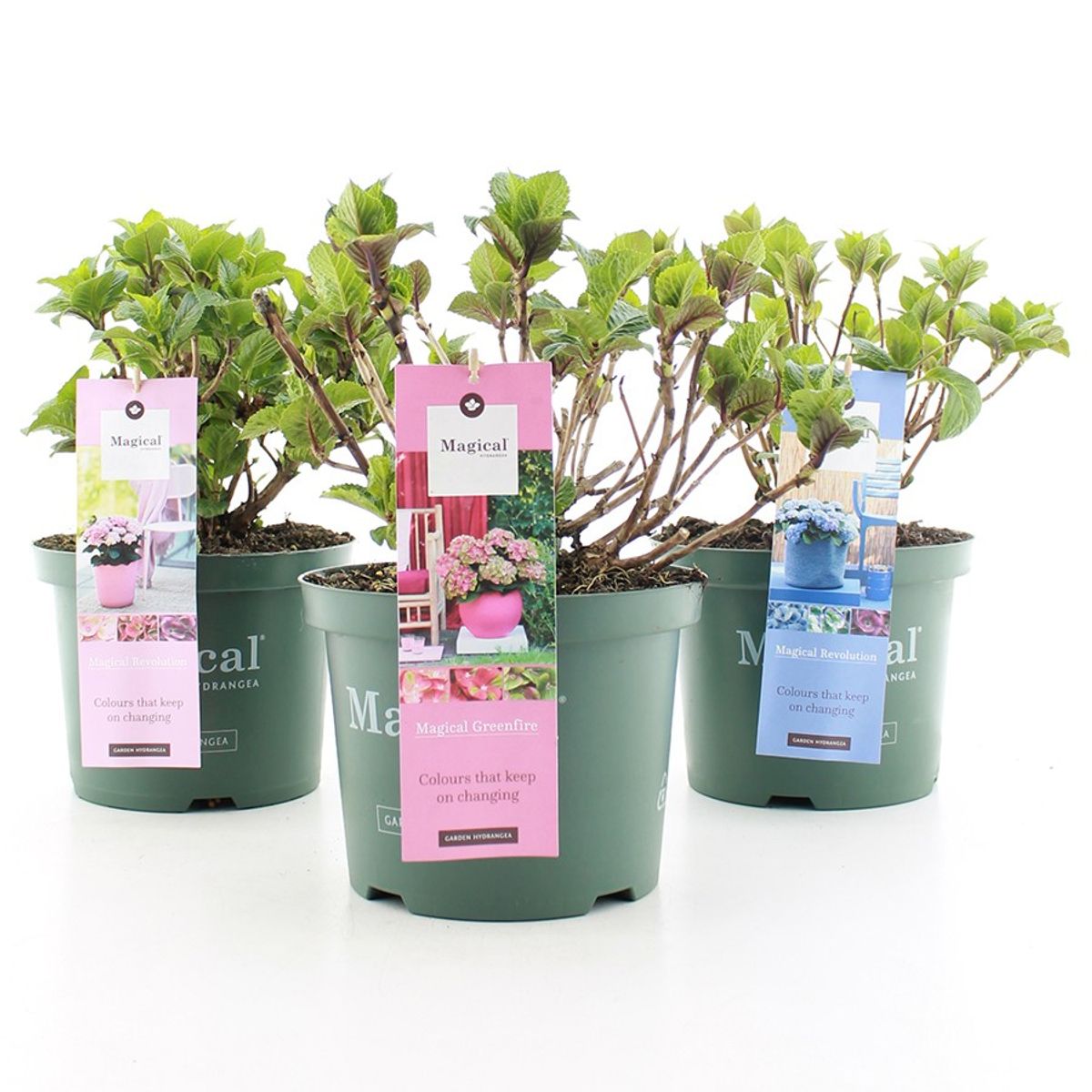 Hydrangea macrophylla MAGICAL FOUR SEASONS MIX — Plant Wholesale FlorAccess