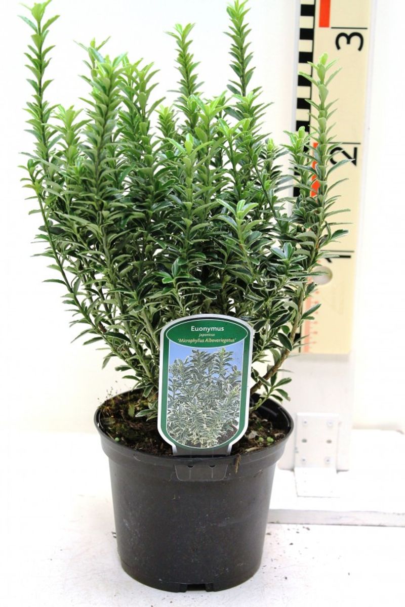 Euonymus japonicus 'Microphyllus Albovariegatus' — Plant Wholesale ...