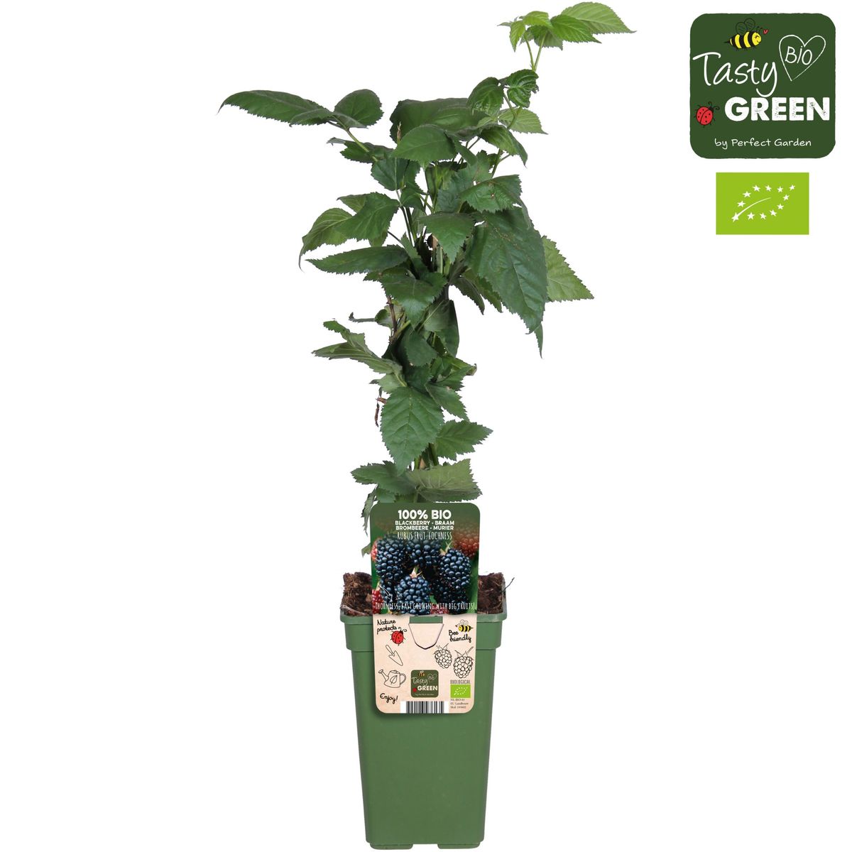 Rubus fruticosus 'Loch Ness' — Plant Wholesale FlorAccess