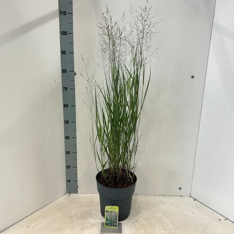 Panicum virgatum 'Heavy Metal' — Plant Wholesale FlorAccess