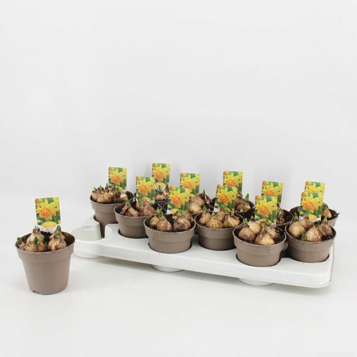 Narcissus 'Tête Bouclé' — Plant Wholesale FlorAccess