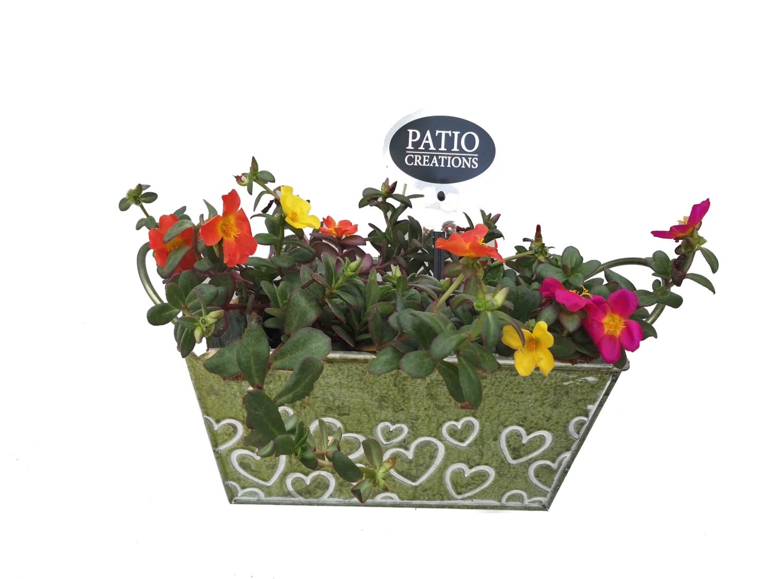 Portulaca MIX IN POT — Toptan Bitki Satışı FlorAccess