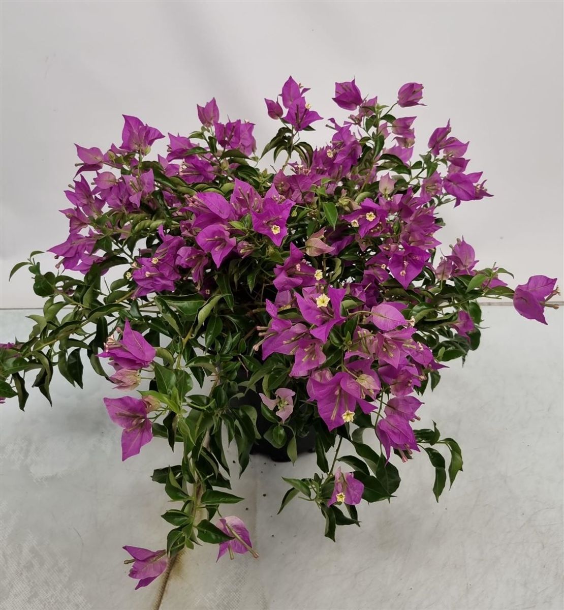 Bougainvillea 'Alexandra' — Plant Wholesale FlorAccess