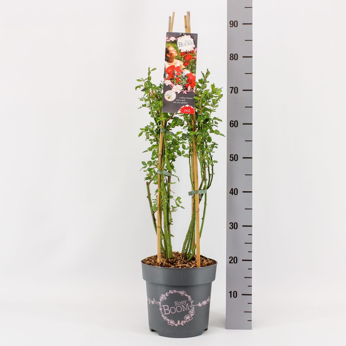 Rosa ROSY BOOM RED — Plant Wholesale FlorAccess