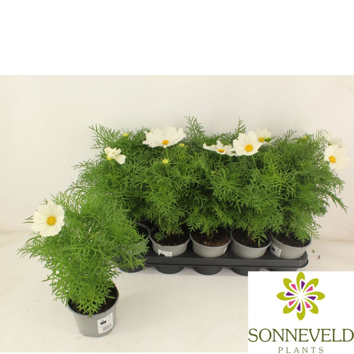 Cosmos bipinnatus 'Casanova White' — Plant Wholesale FlorAccess