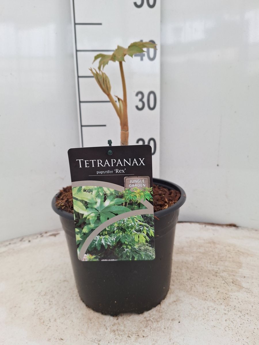 Tetrapanax papyrifer 'Rex' — Plant Wholesale FlorAccess