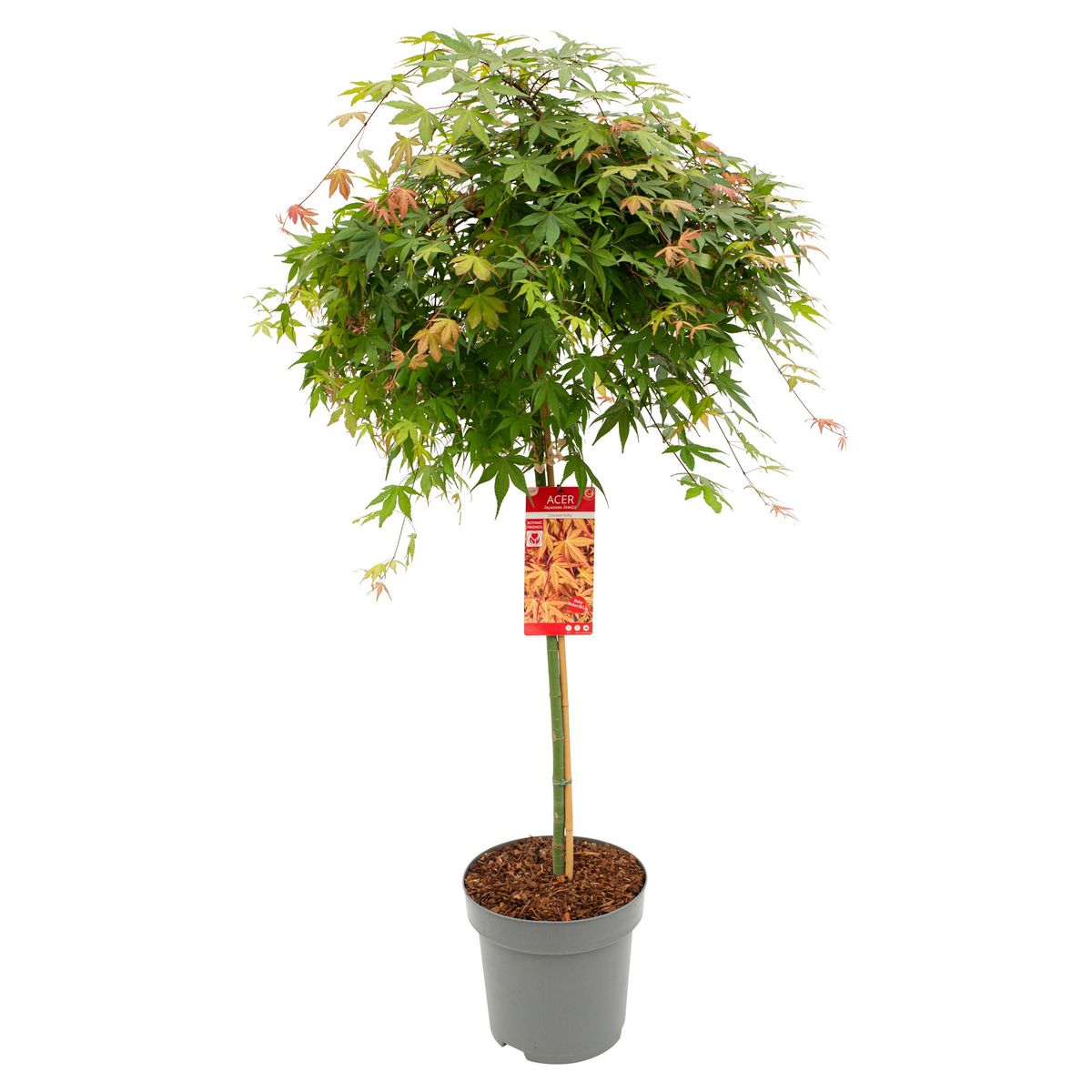 Acer palmatum CASCADE RUBY — Plant Wholesale FlorAccess