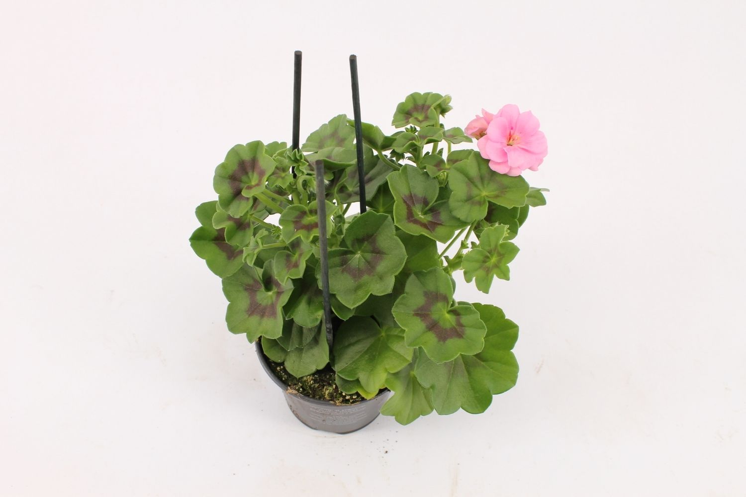 Pelargonium ROYAL LIGHT PINK — Plant Wholesale FlorAccess