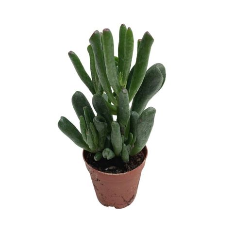 Crassula ovata 'Coral' — Plant Wholesale FlorAccess