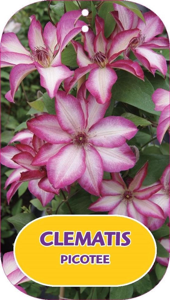 Clematis PICOTEE (EL) — Plant Wholesale FlorAccess
