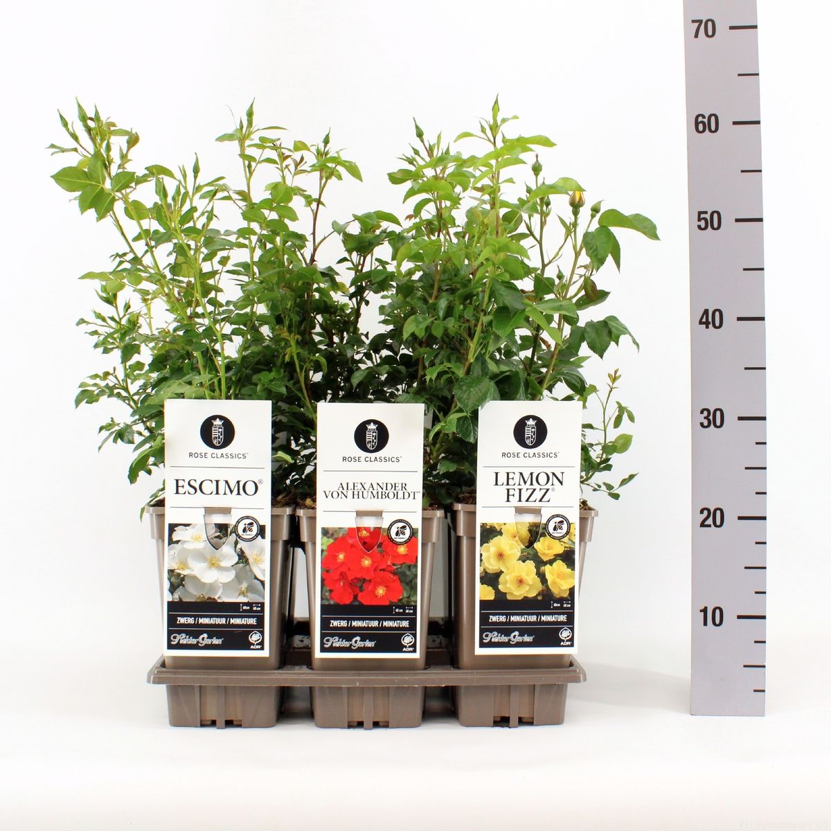 Rosa MINIATURE MIX — Plant Wholesale FlorAccess