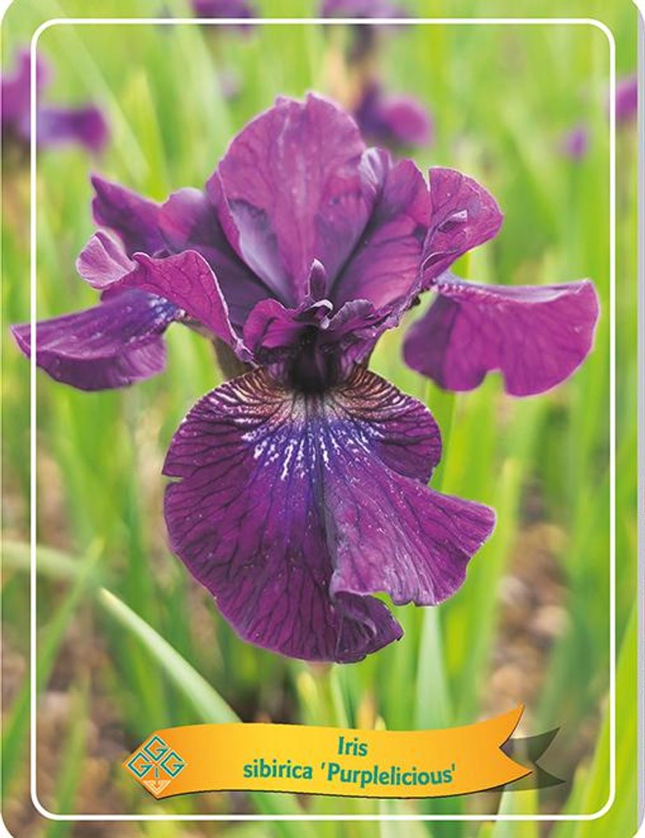 Iris sibirica 'Purplelicious' — Plant Wholesale FlorAccess