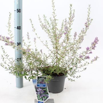 Buddleja alternifolia UNIQUE — Plant Wholesale FlorAccess