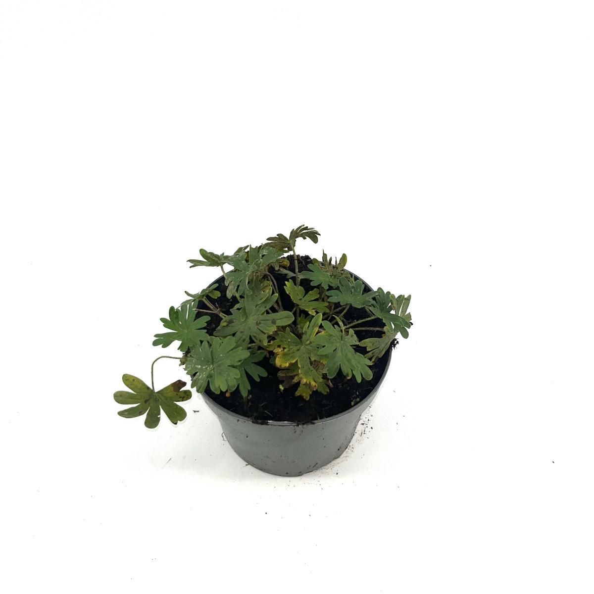 Geranium sanguineum 'Album' — Plant Wholesale FlorAccess