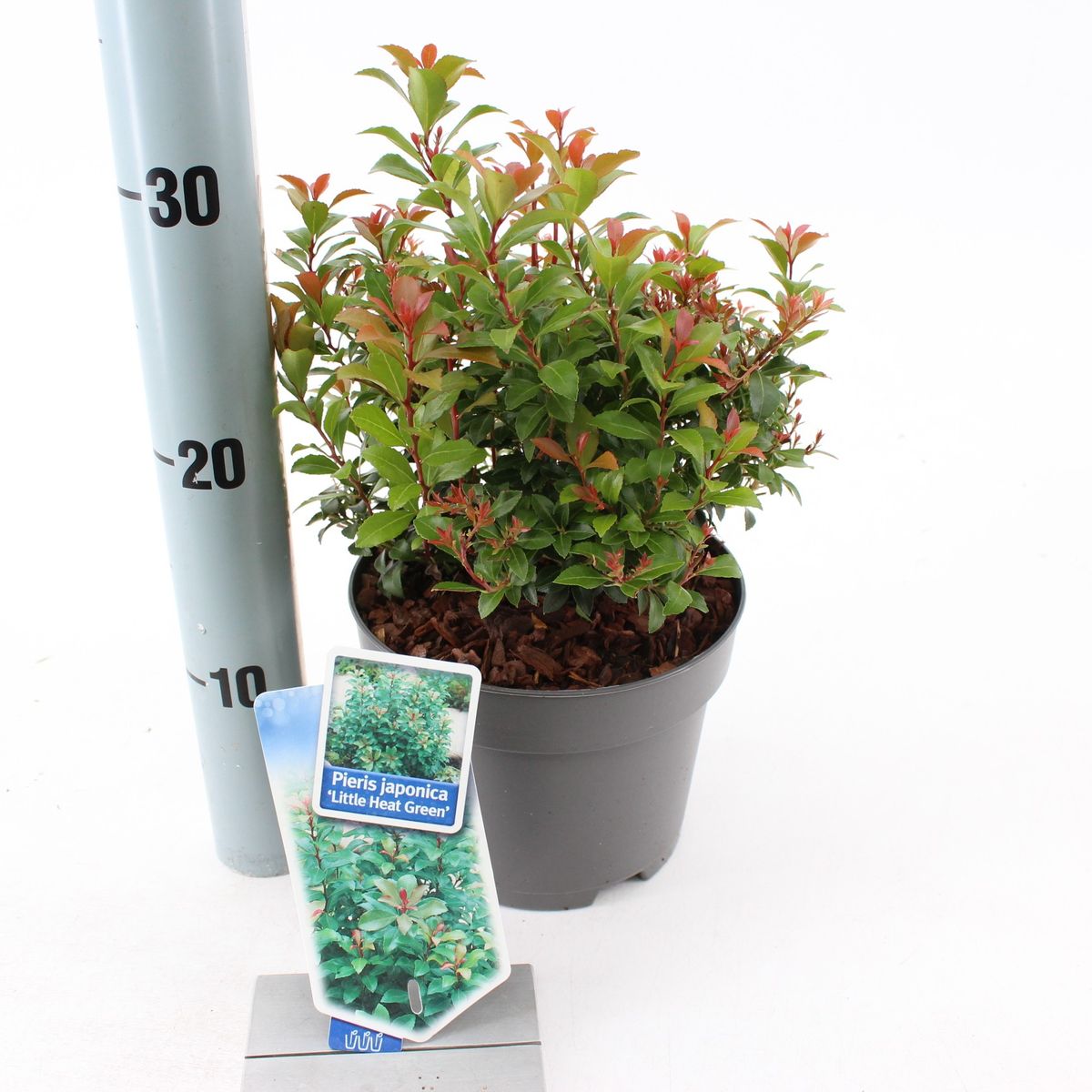 Pieris japonica 'Little Heath Green' — Plant Wholesale FlorAccess