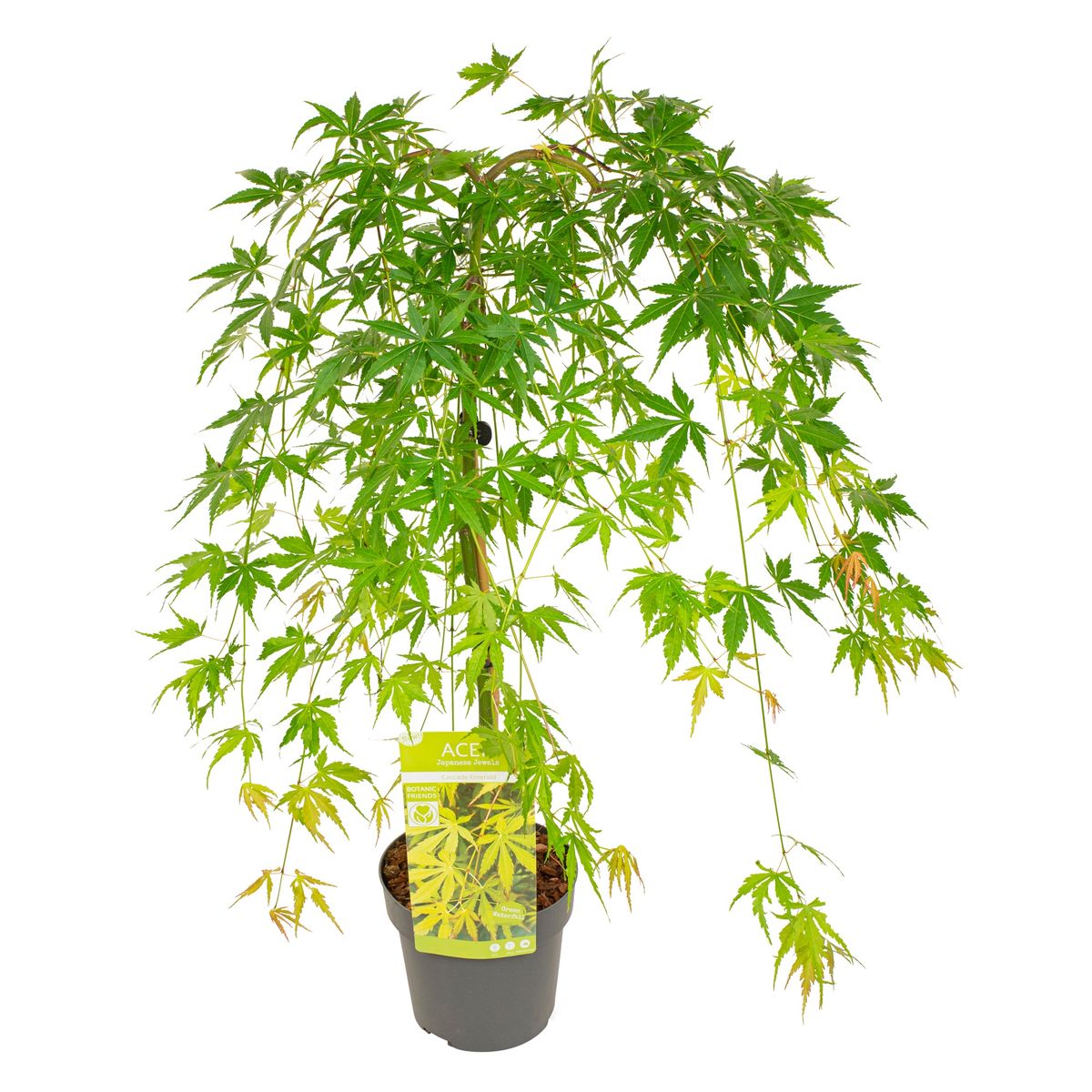 Acer palmatum CASCADE EMERALD — Plant Wholesale FlorAccess