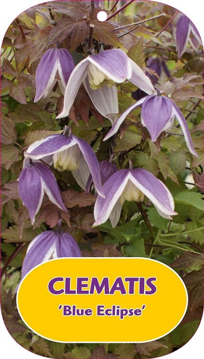 Clematis 'Blue Eclipse' (A) — Plant Wholesale FlorAccess